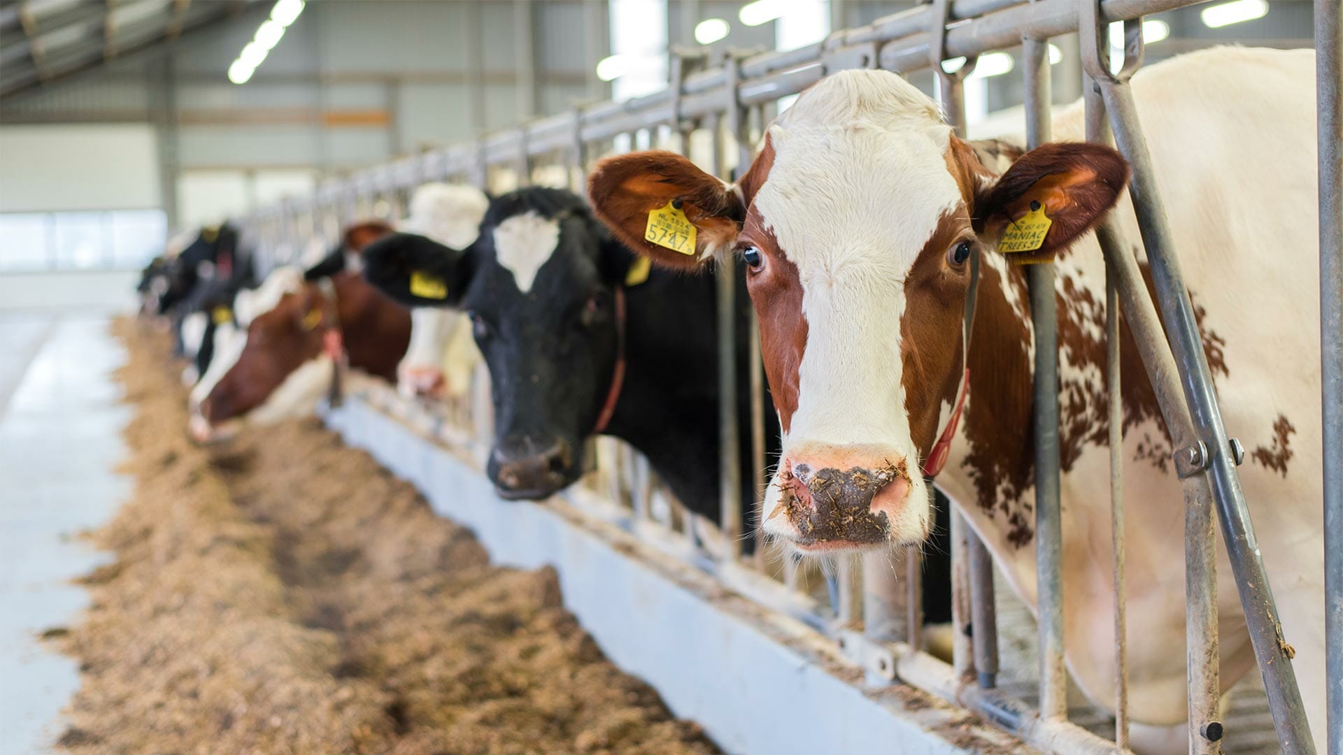 Opening eerste HyCare Melkvee Rendementsstal - HyCare